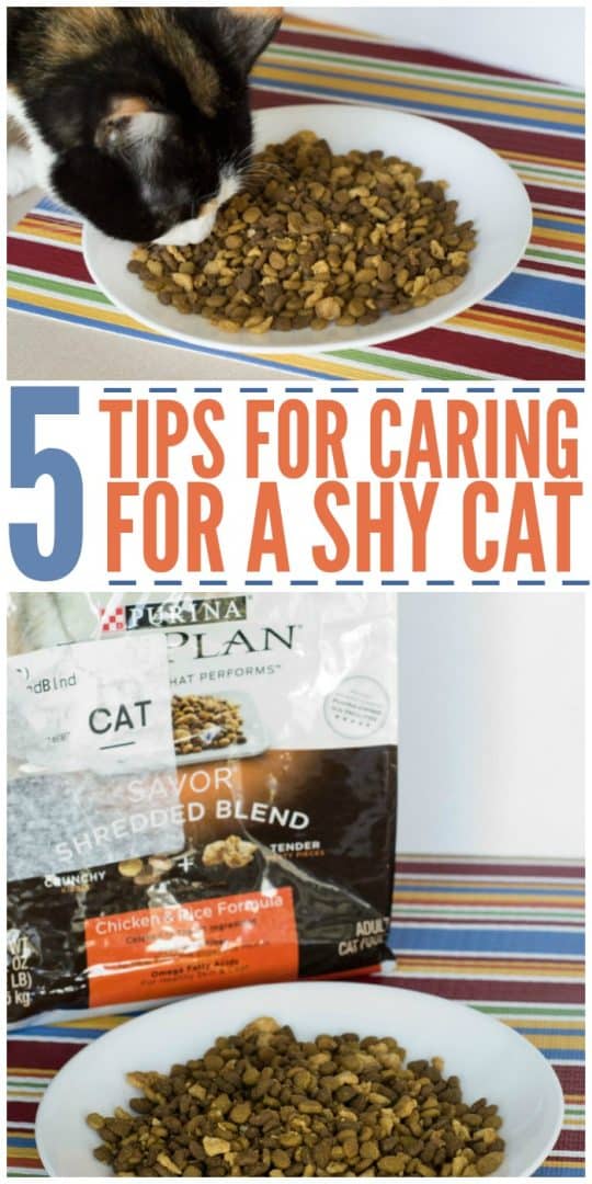 5 Tips for Caring for a Shy Cat - Glue Sticks and Gumdrops