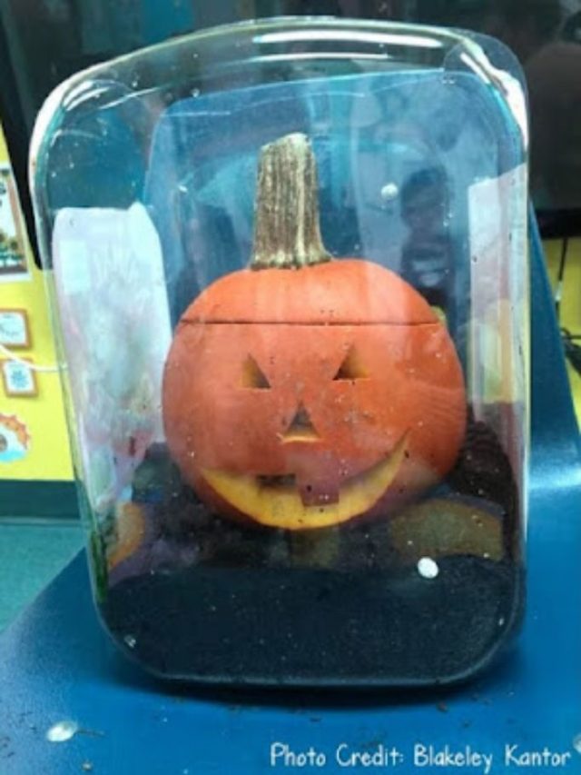 25 Easy Halloween Science Experiments for Kids