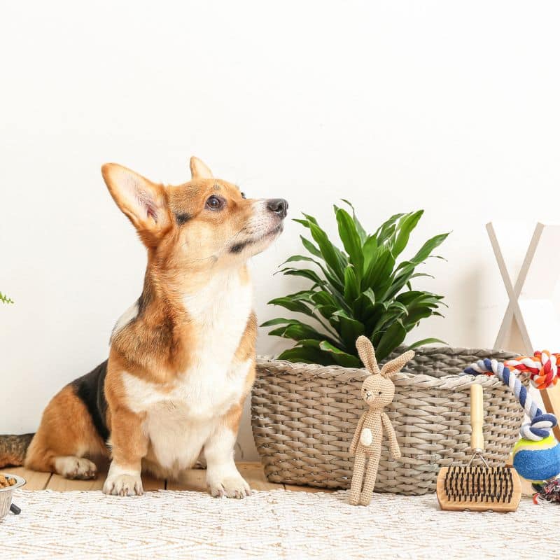 Create the Ultimate Welcome Basket for Your New Dog