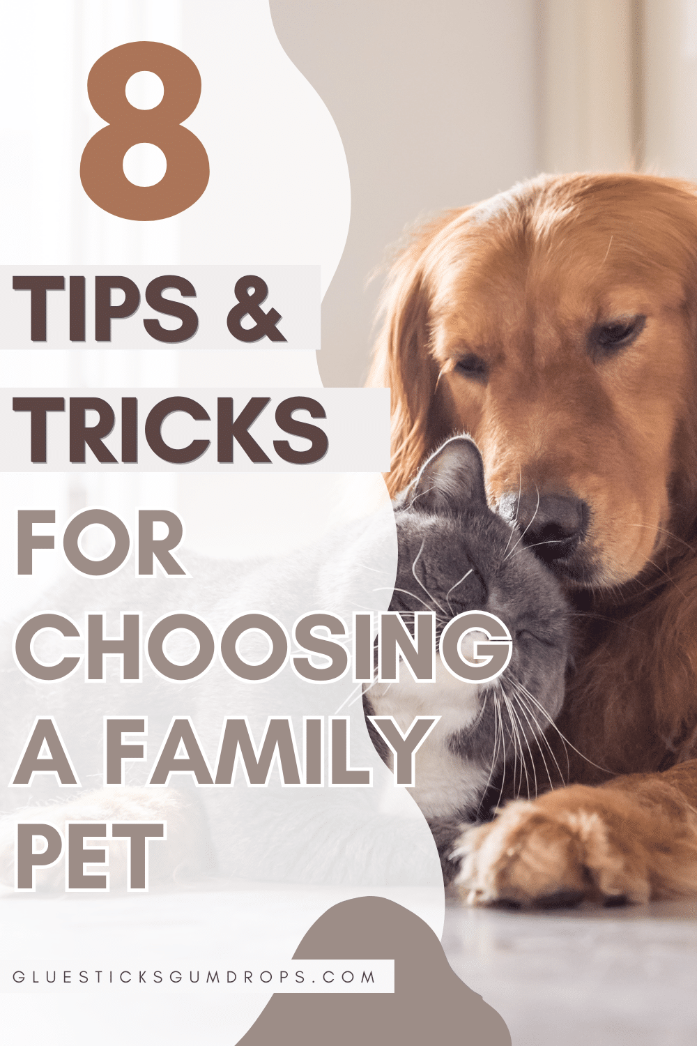 Tips and Tricks for Choosing a Family Pet