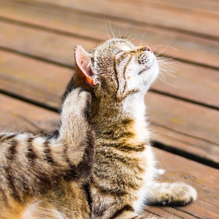 Recognizing Common Problems and Symptoms in Cats
