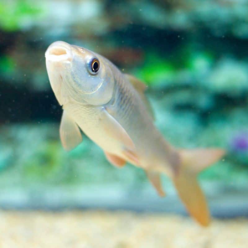 How to Pick Freshwater Fish for an Aquarium: 4 Helpful Tips