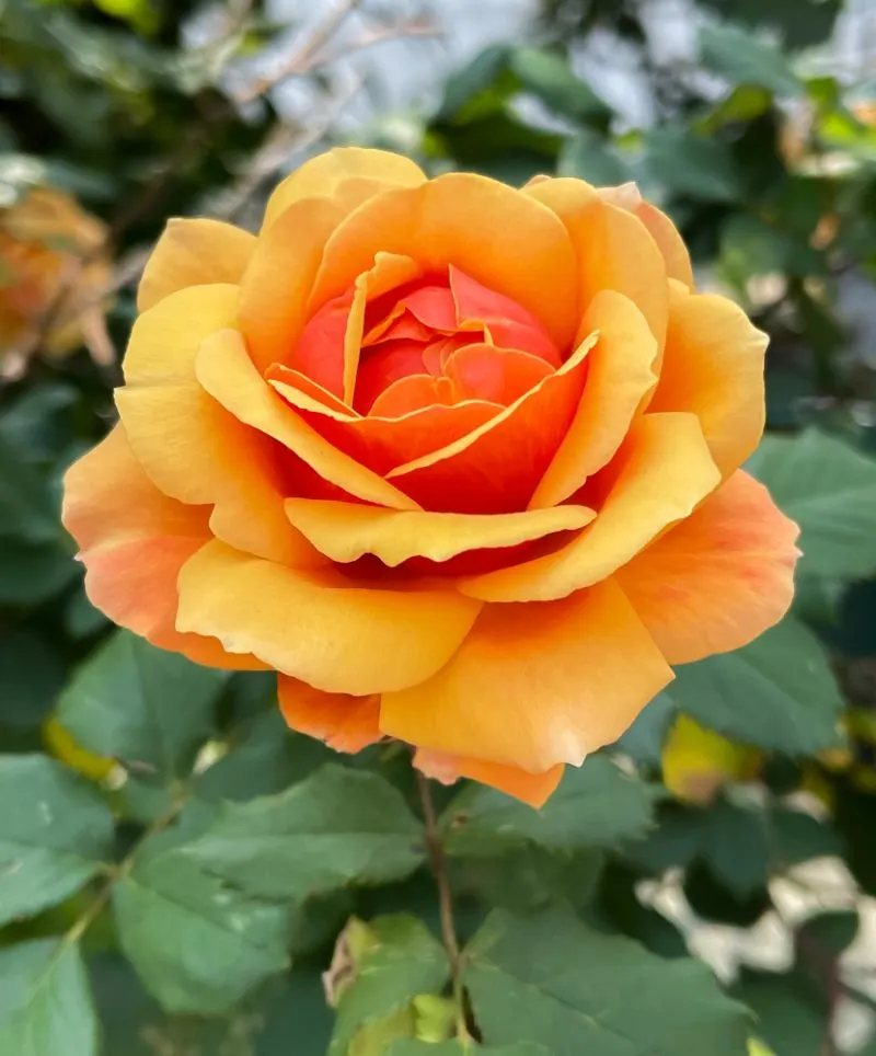 Trip Prompts: Cultural Aspects Related To Flowers Around The World