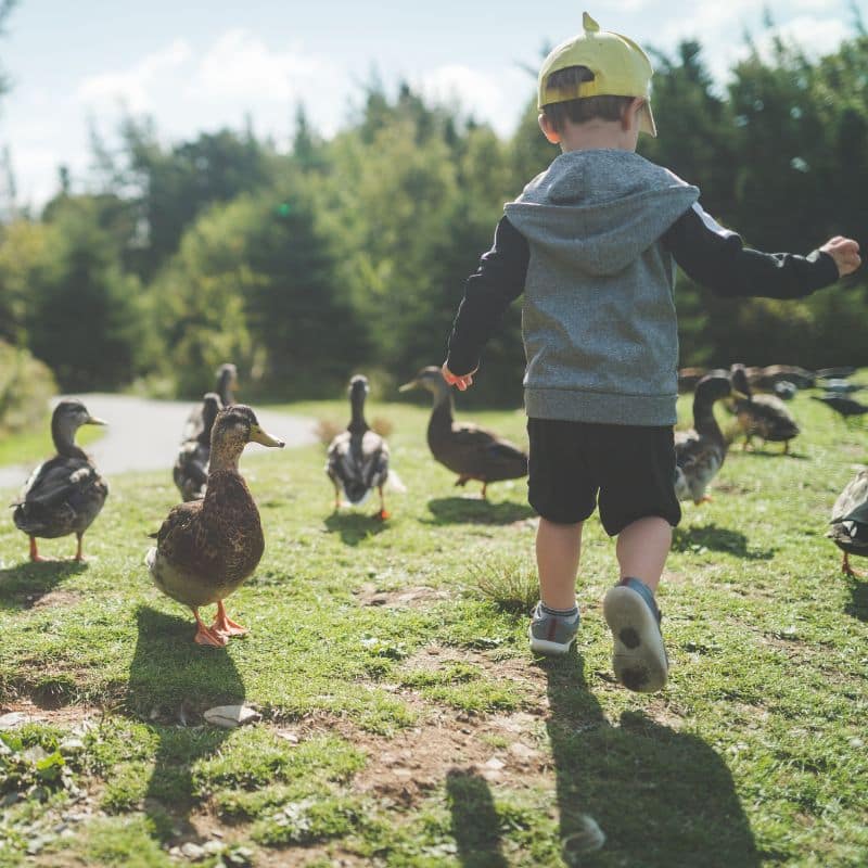 Teaching Your Children About Wild Birds: 6 Interesting Tips