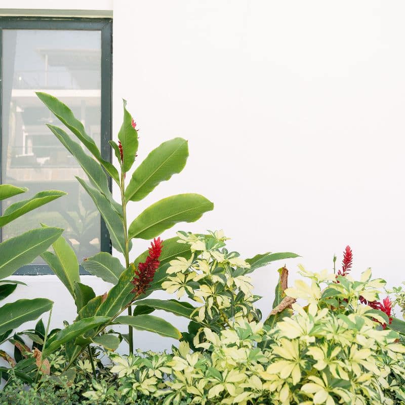 6 Hacks to Choose the Ultimate Garden Greenery