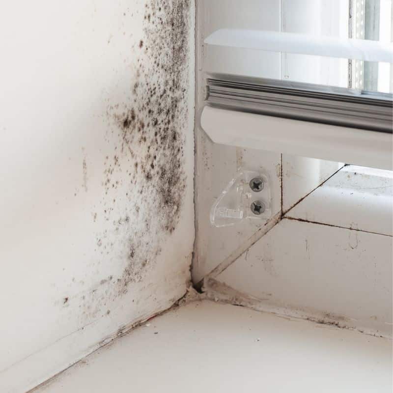 Protecting Your Family Home From Mold: Top Facts to Know
