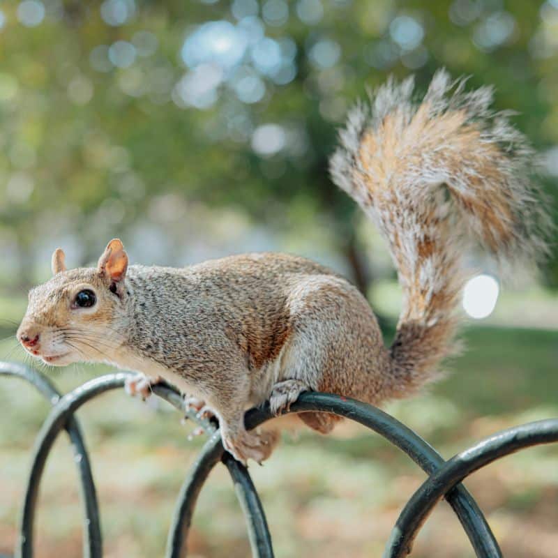 Uninvited Guests: How to Handle Unwanted Animals in Your Home