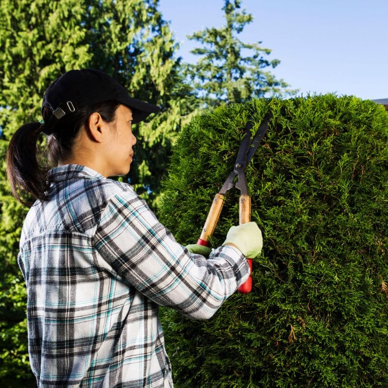 7 Quick Tips for Trimming Hedges Like a Pro