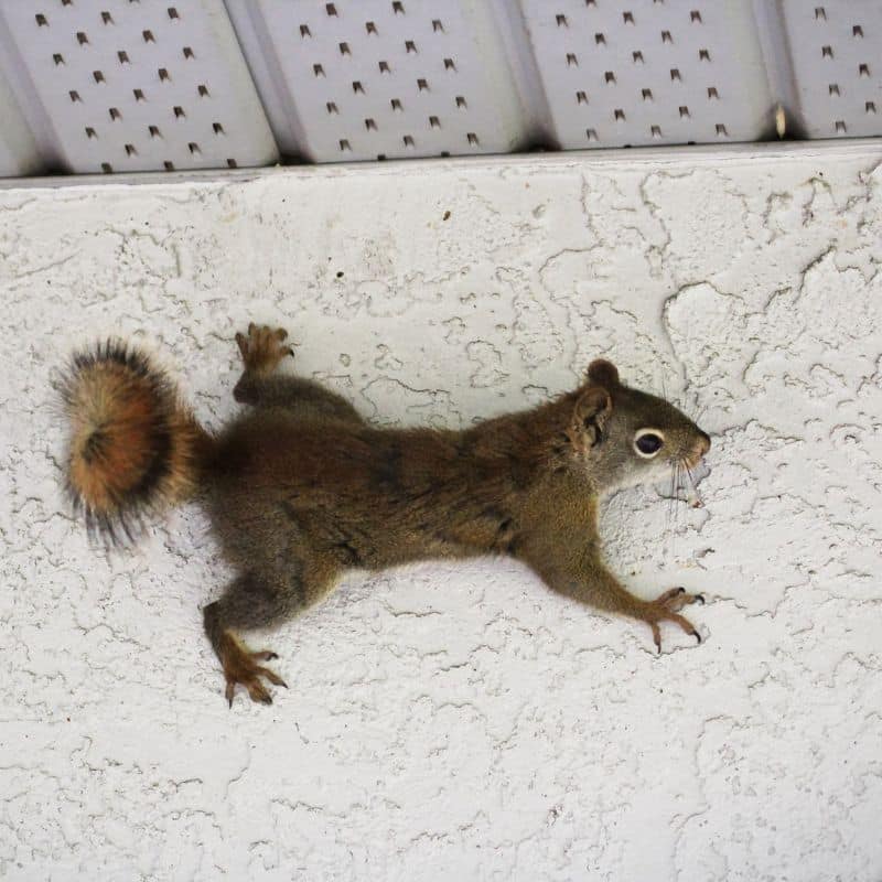 5 Tell-tale Signs of Potential Pest Infestations in Your Home