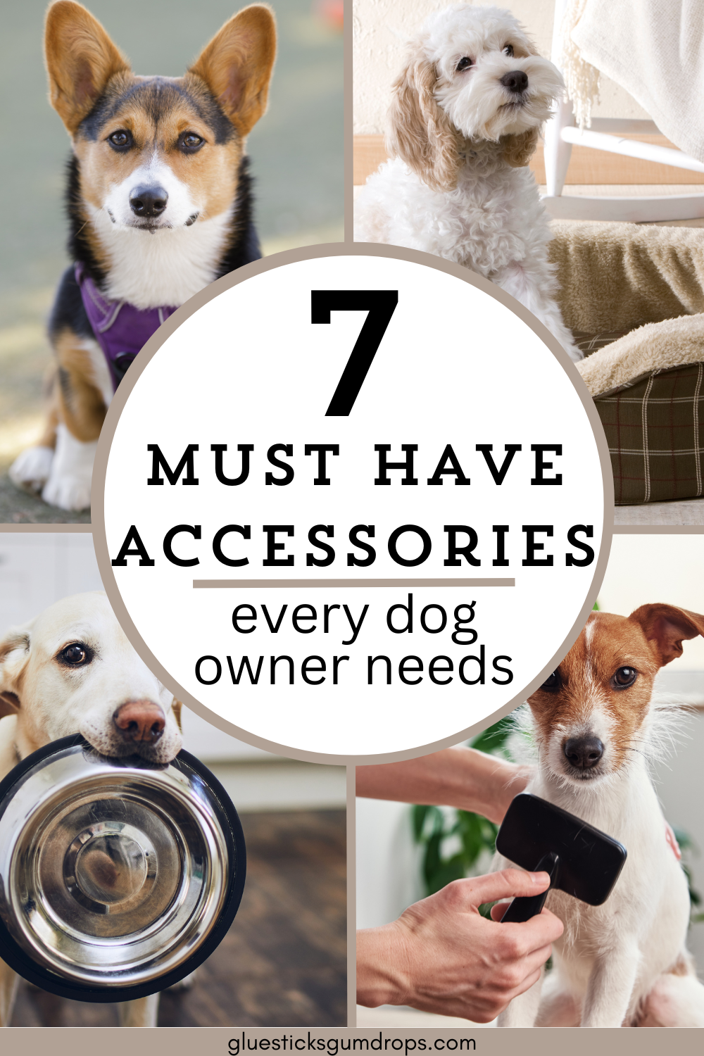 7 Must-Have Accessories for First-Time Dog Owners
