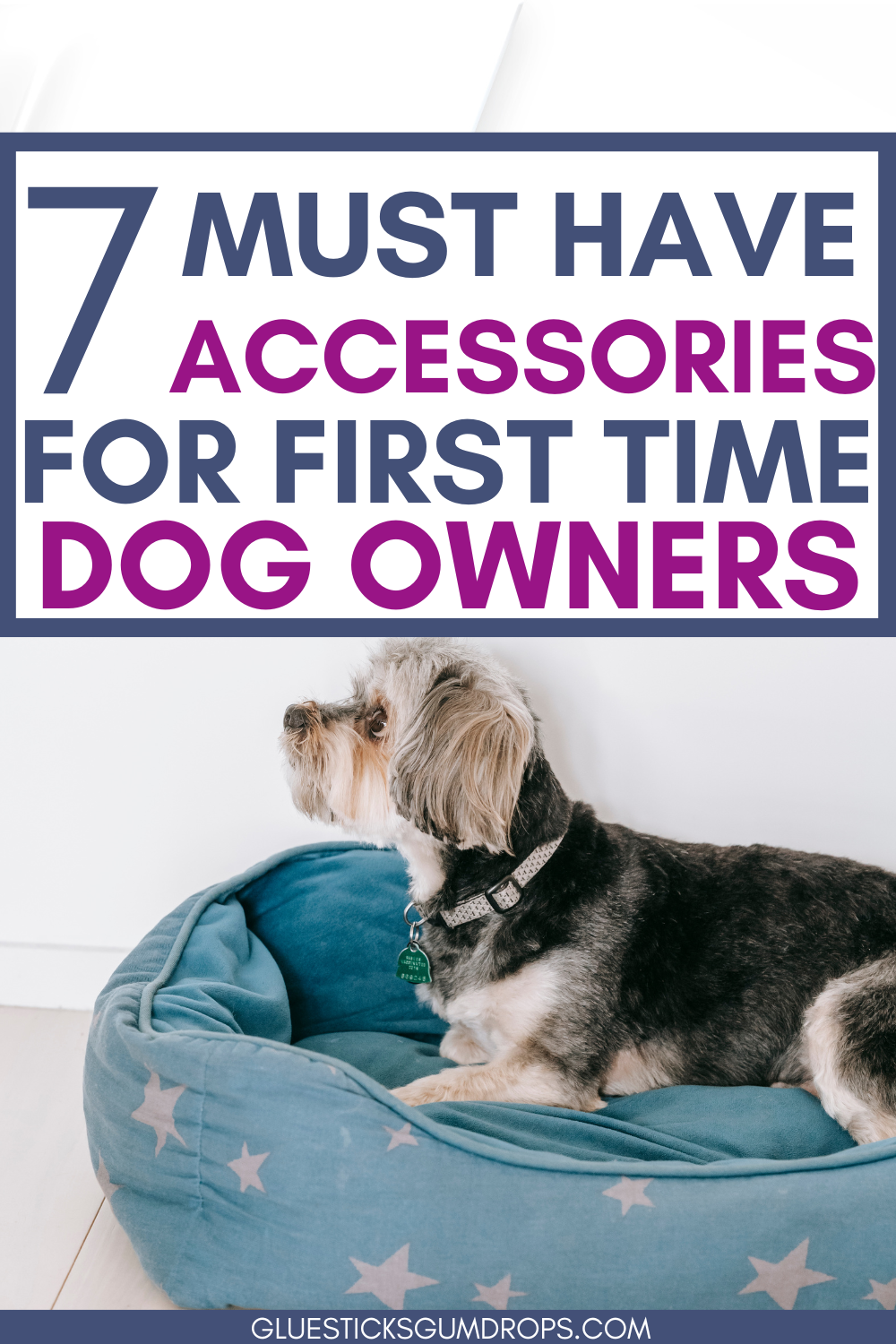 7 Must-Have Accessories for First-Time Dog Owners