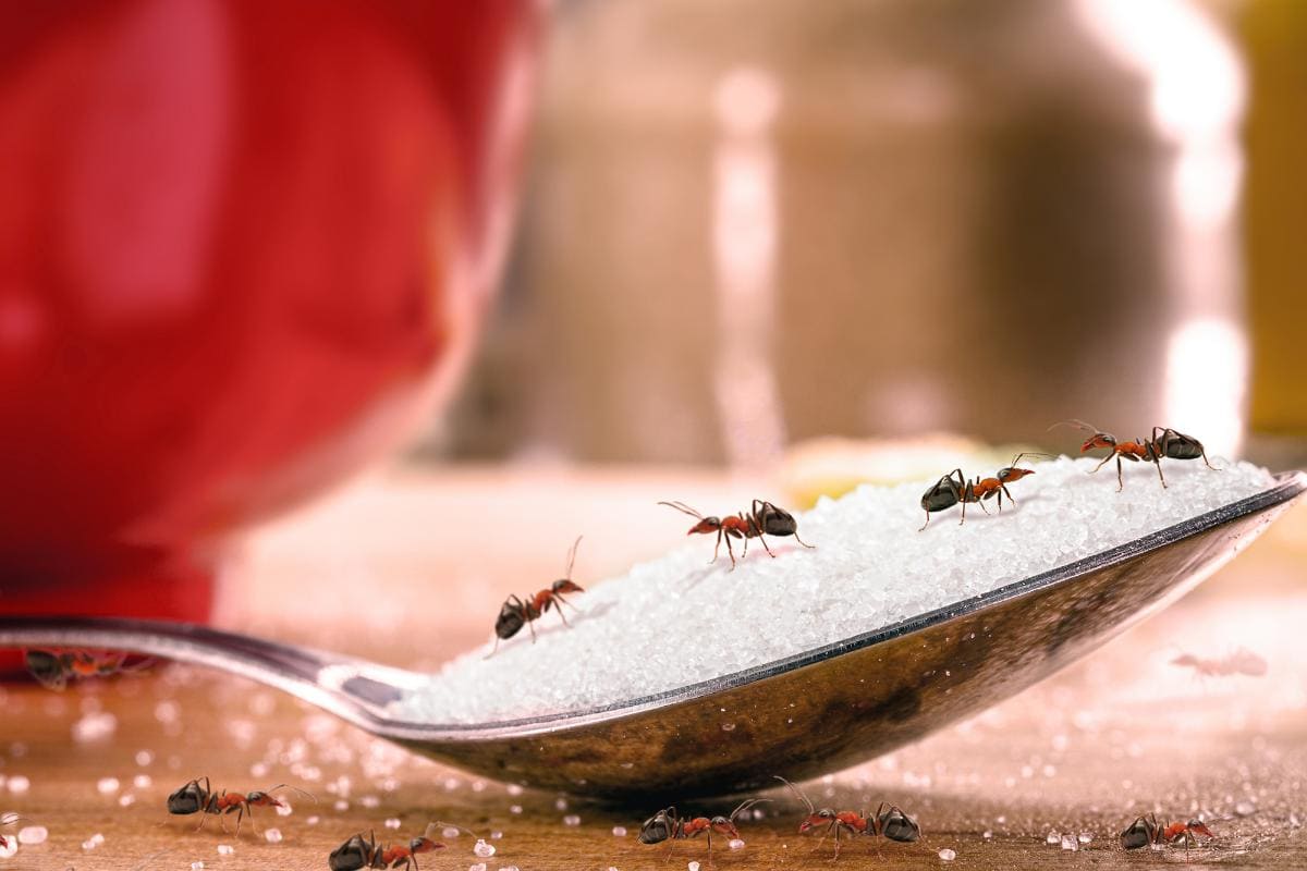 7 Tips to Protect Your Kitchen From an Ant Invasion