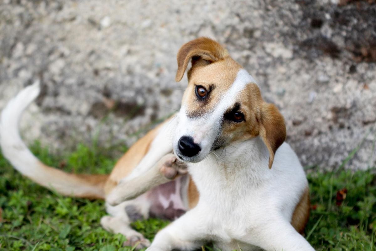 4 Effective Tips for Keeping Fleas Away from Your Yard - Glue Sticks ...