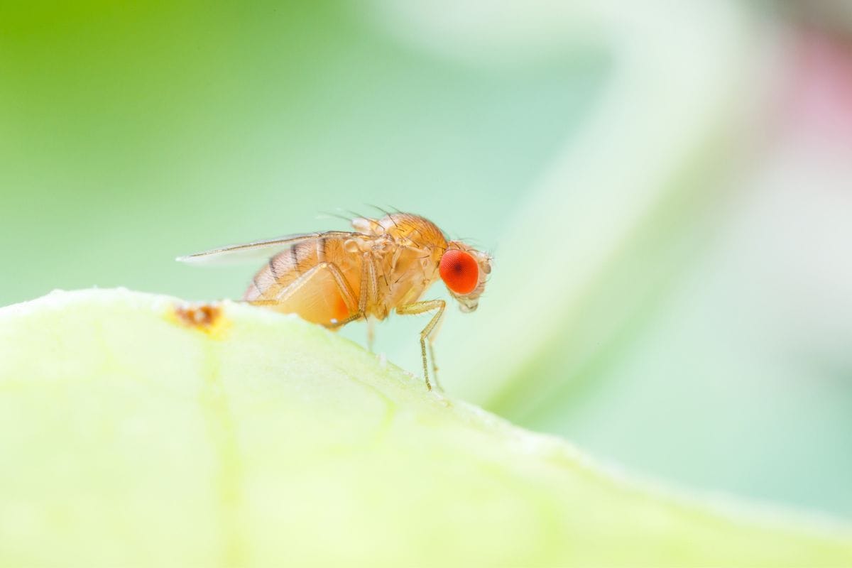 9 Quick Fixes to Get Rid of Fruit Flies