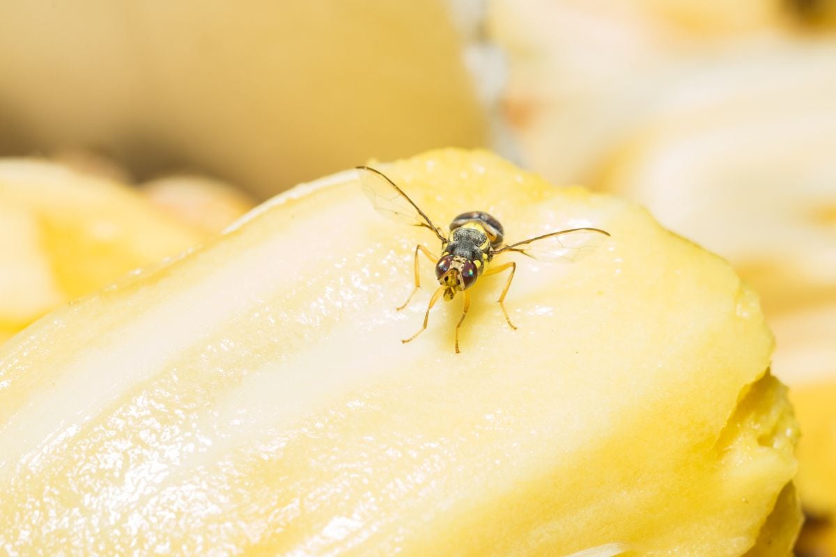 9 Quick Fixes to Get Rid of Fruit Flies