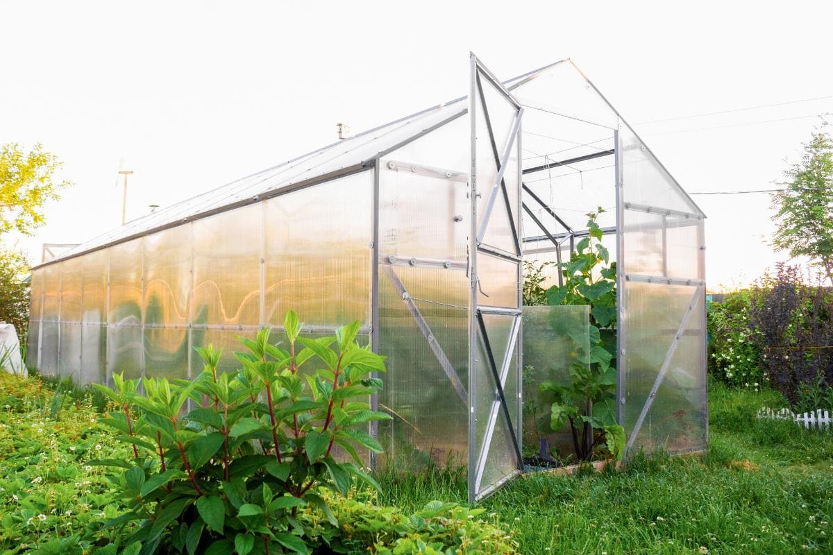 8 Must-Have Features for Your Backyard Greenhouse with Polycarbonate Sheets