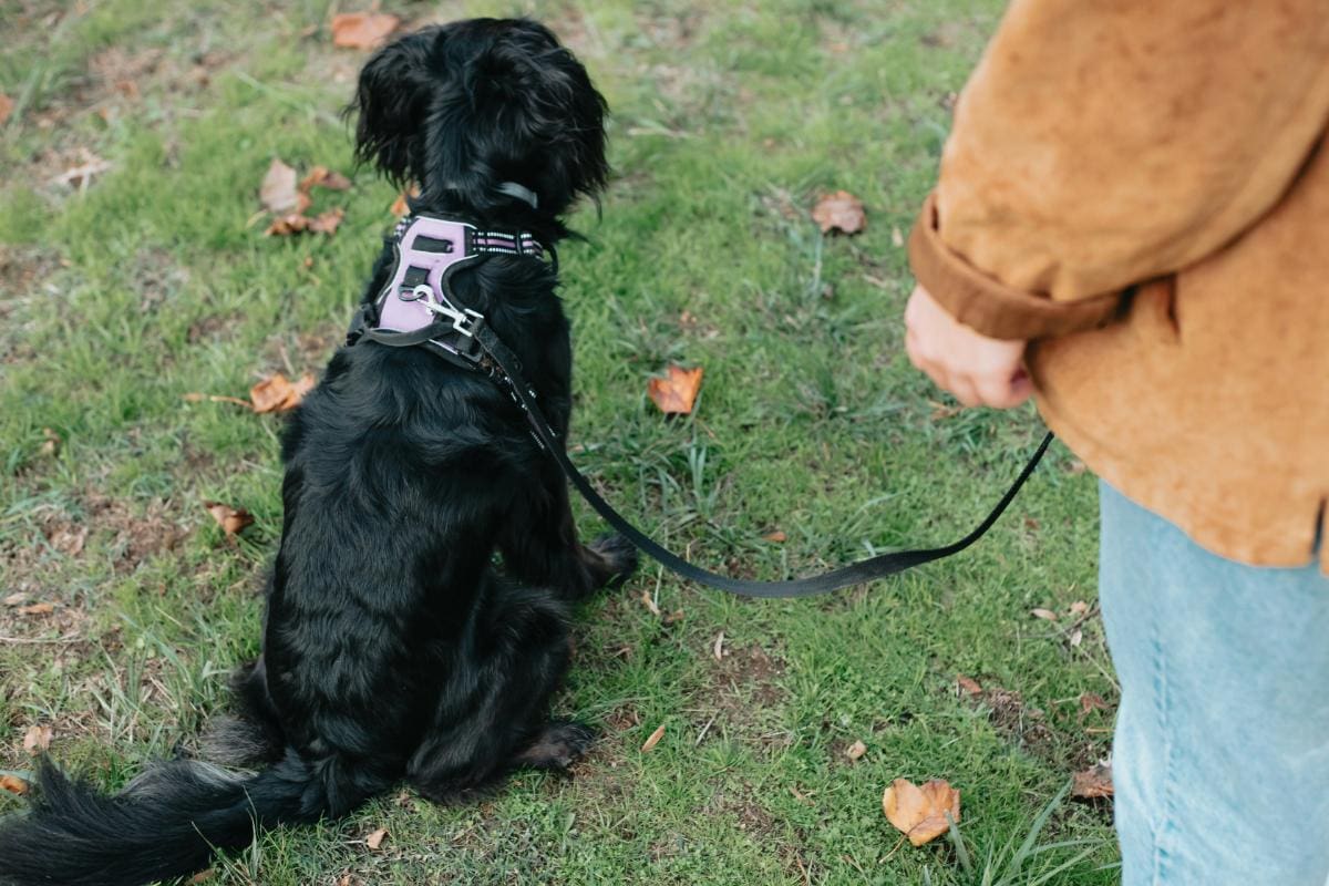 6 Tips for Fitting Your Dog for a Harness