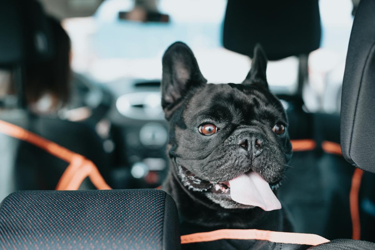8 Things to Pack for Your Dog Boarding Reservation Trip