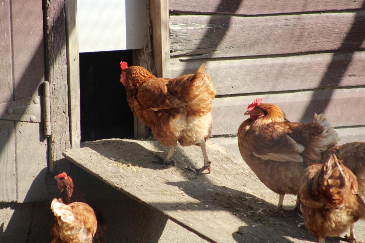 Designing Your Coop: Useful and Innovative Suggestions for Your Outdoor ...