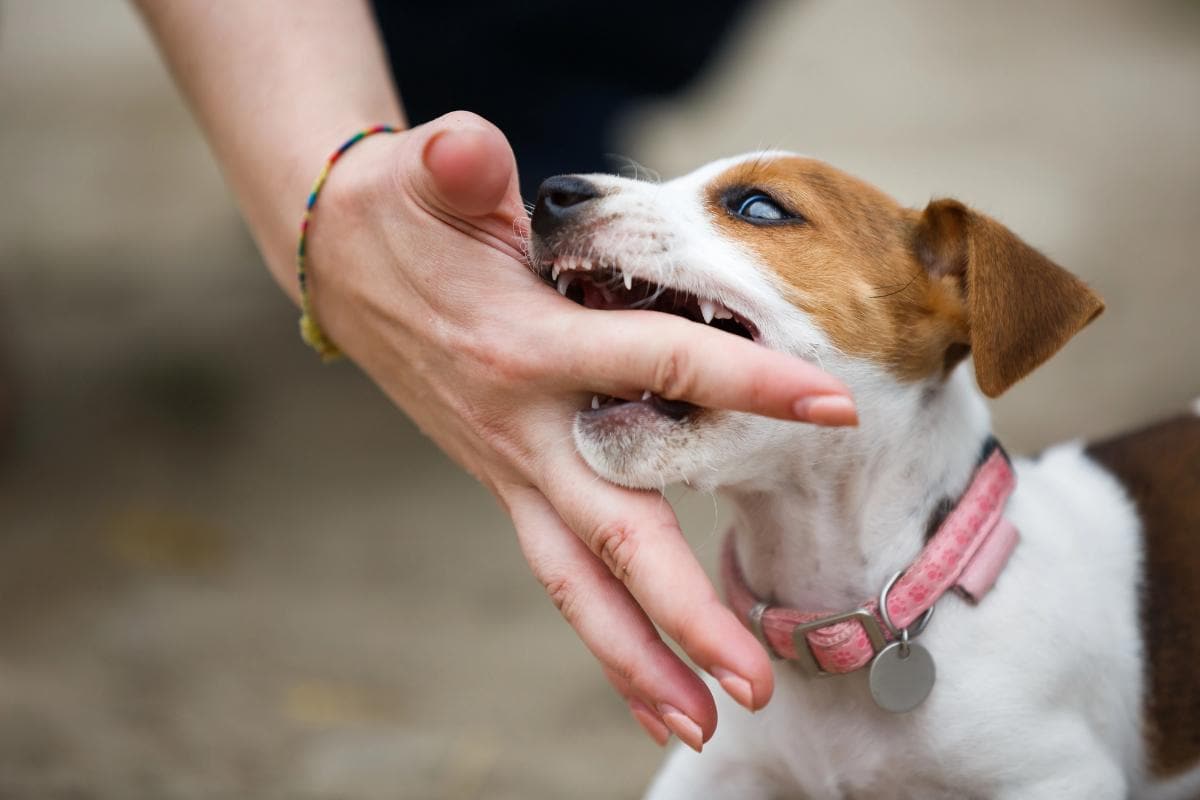 The Lasting Medical Effects of Dog Bites on Growing Children