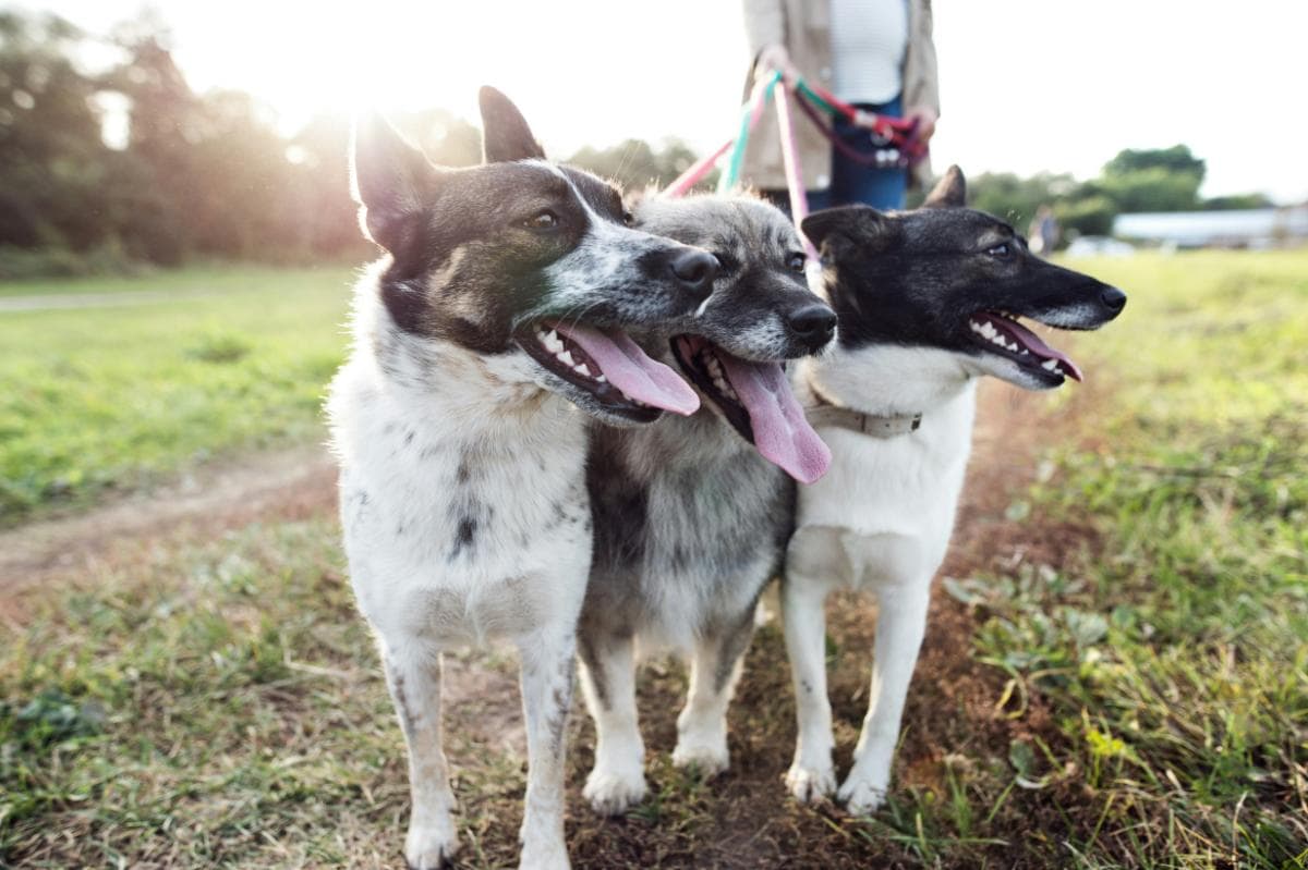Are Professional Dog Walkers Better for Dogs with Special Medication Needs